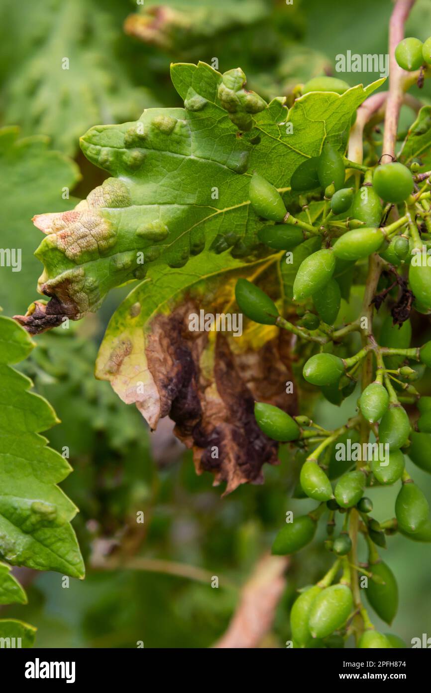 Grapevine leaves with Erinosis, a disease of the mite Colomerus vitis ...