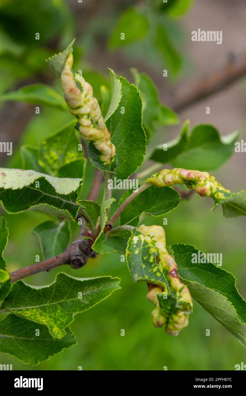 Rosy leaf-curling apple aphids, Dysaphis devecta, apple tree pest ...