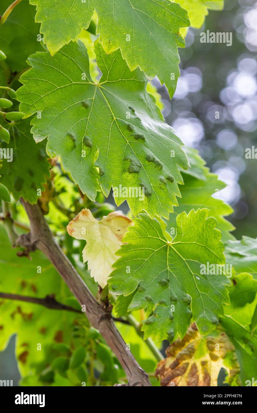 Grapevine leaves with Erinosis, a disease of the mite Colomerus vitis ...