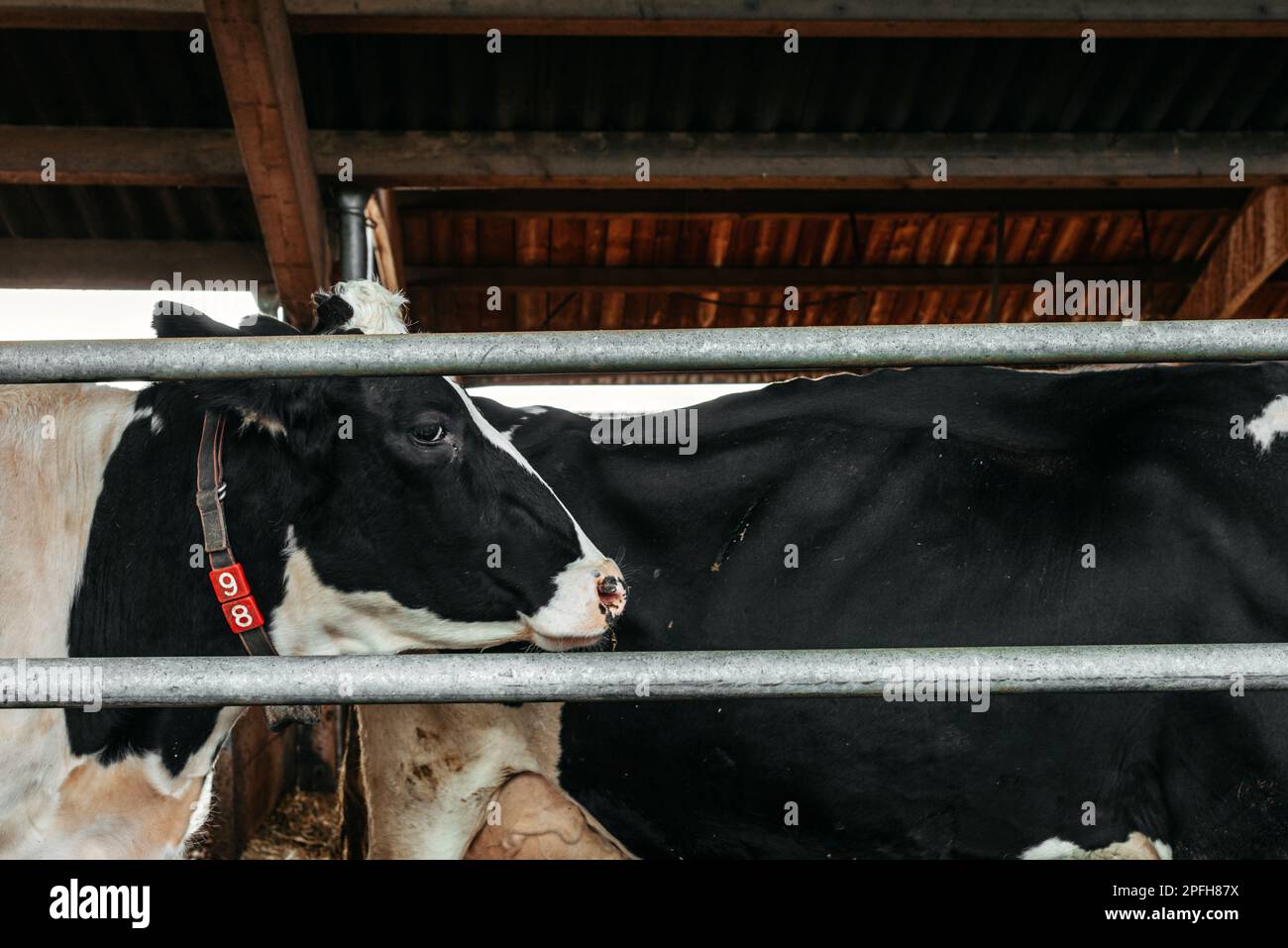 Calf cow in cage, caring on bio farm farming, feed hay grass silage pets, dairy cattle breeds ...