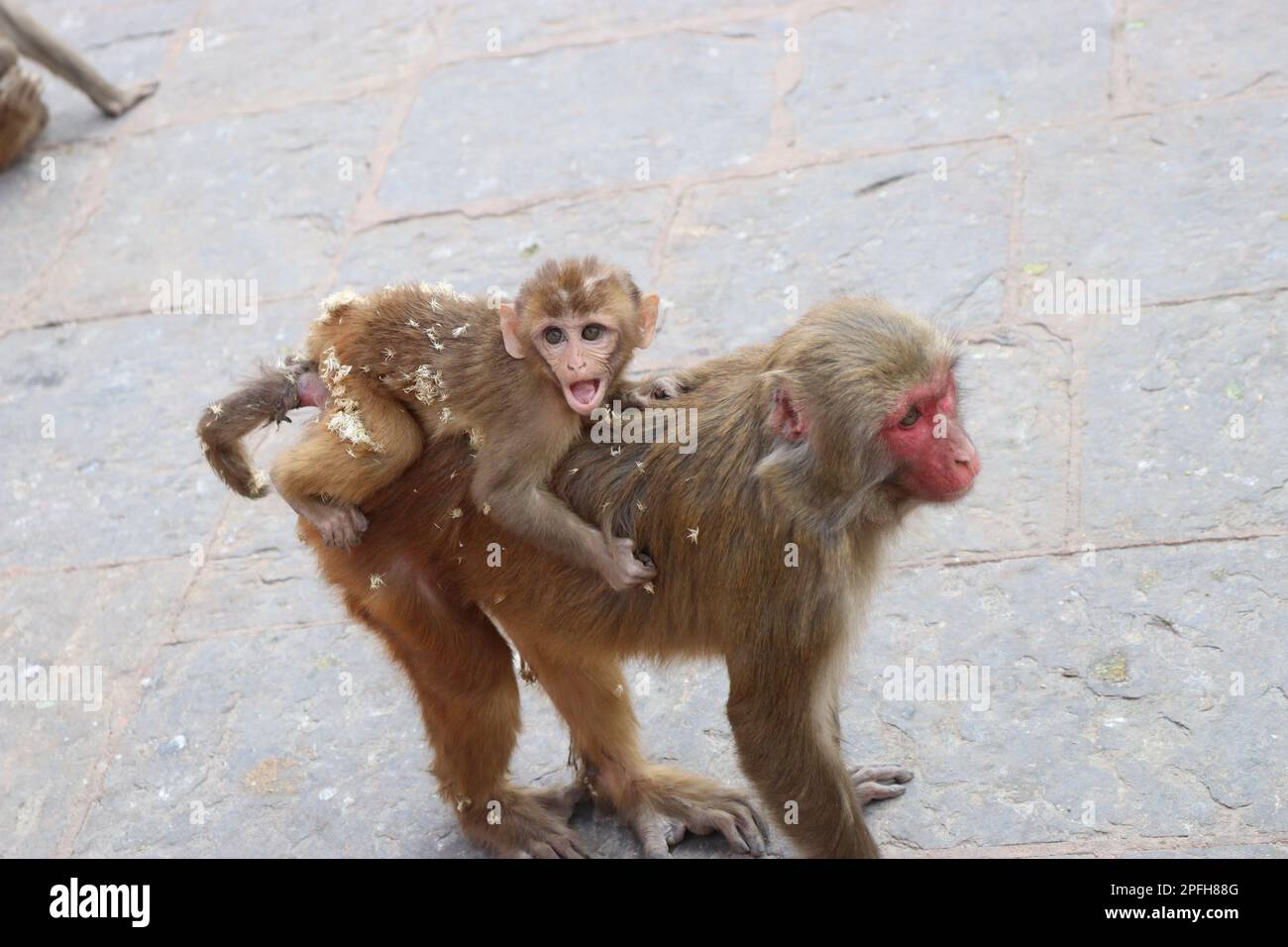 Baby monkey holding Red faced mother monkey, carrying in the back on ...