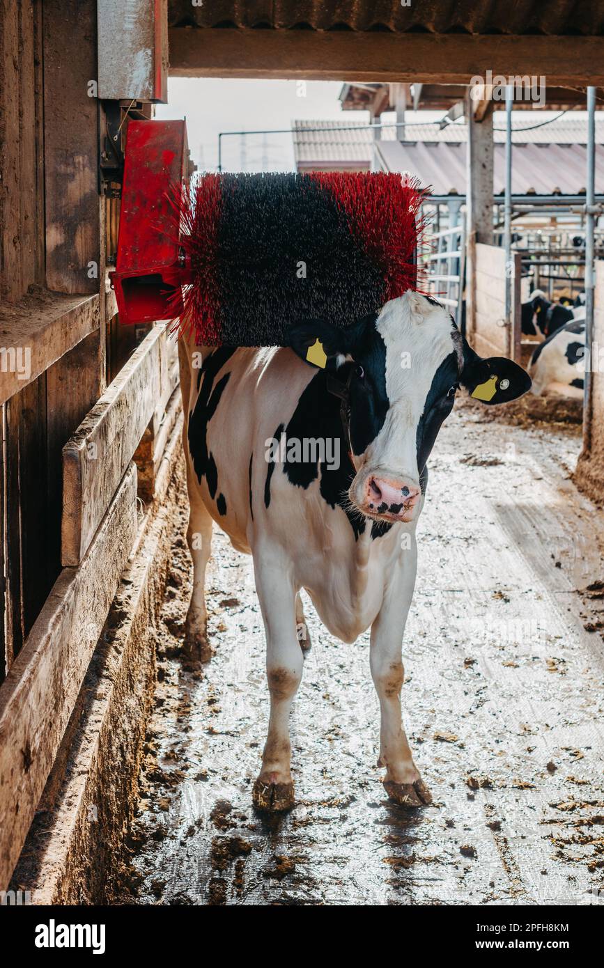 A black and white milk cow scratching her back on an electric back ...