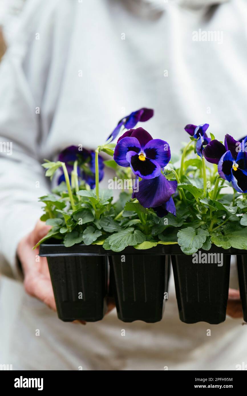Woman holding a plant tray with purple pansies Stock Photo - Alamy