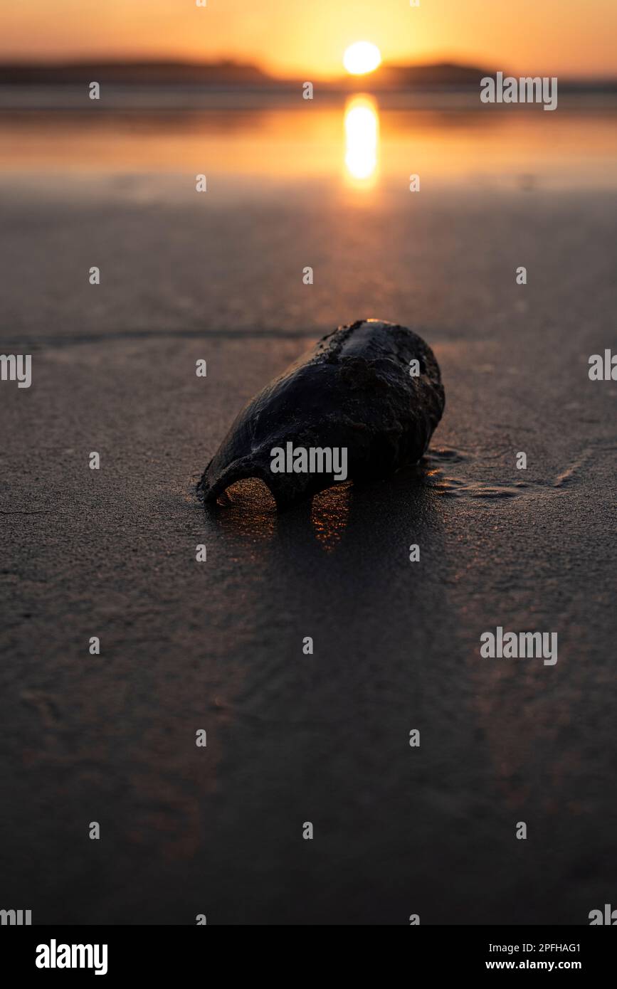Object at the beach hi-res stock photography and images - Alamy
