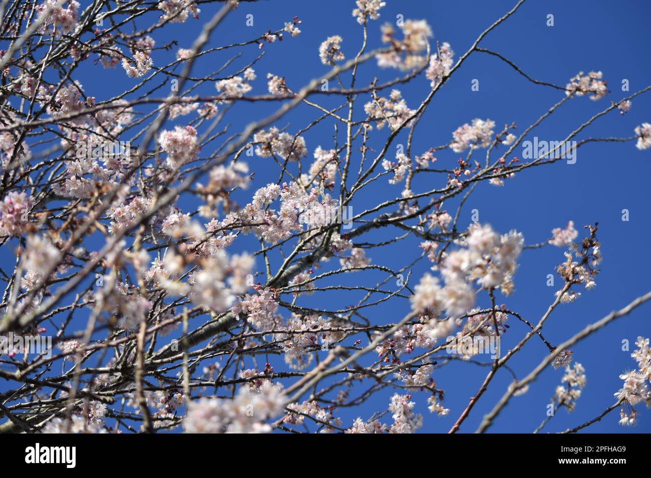 Spring Blossom 2023 Stock Photo - Alamy