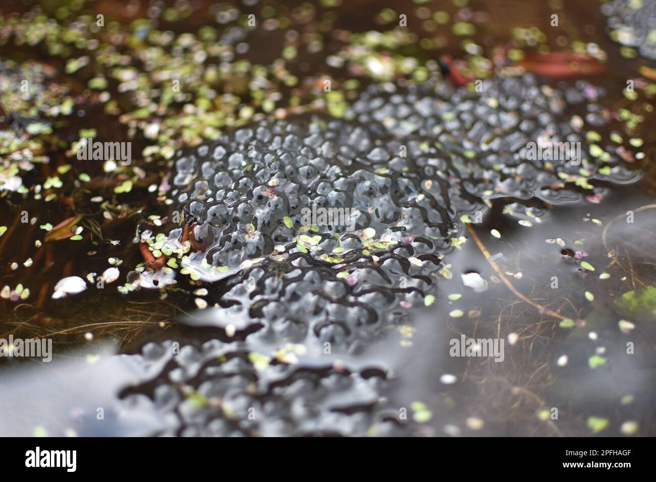 Frogspawn With Reflections Stock Photo - Alamy