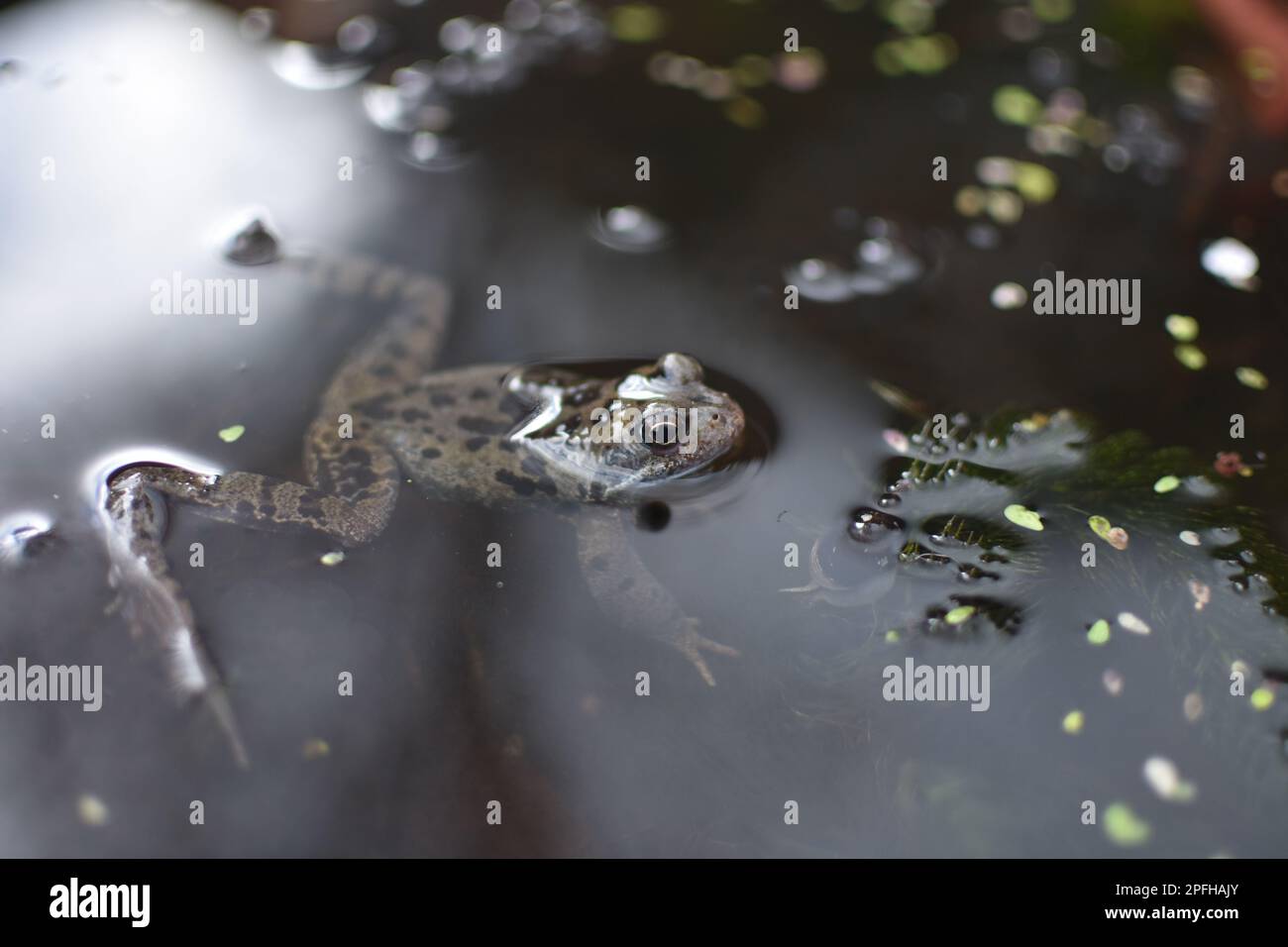 Close Up Frogs Spring 2023 Part 1 Stock Photo - Alamy