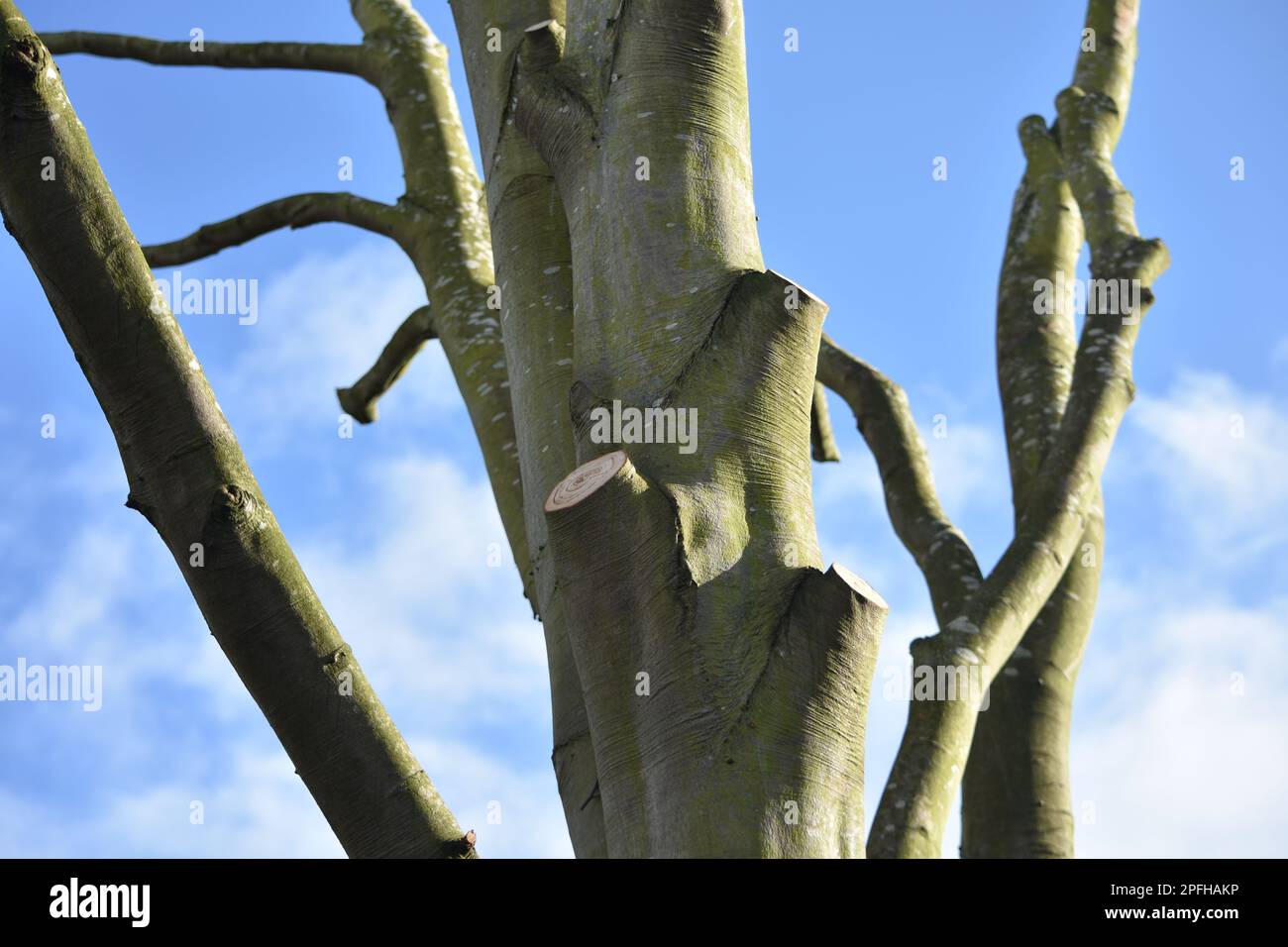 Freshly pruned hi-res stock photography and images - Alamy