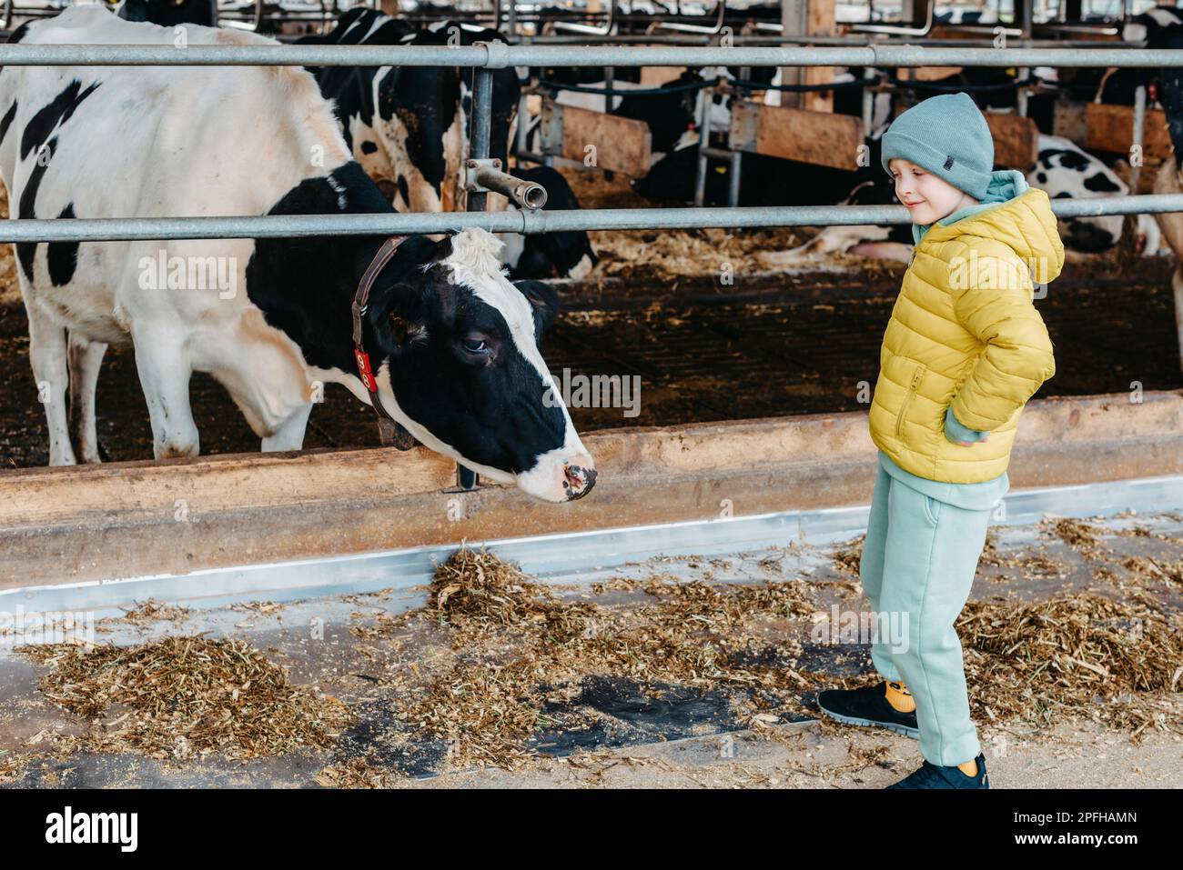 Caucasian little boy feeding cows on farm. Herd of milk cattle. Modern ...