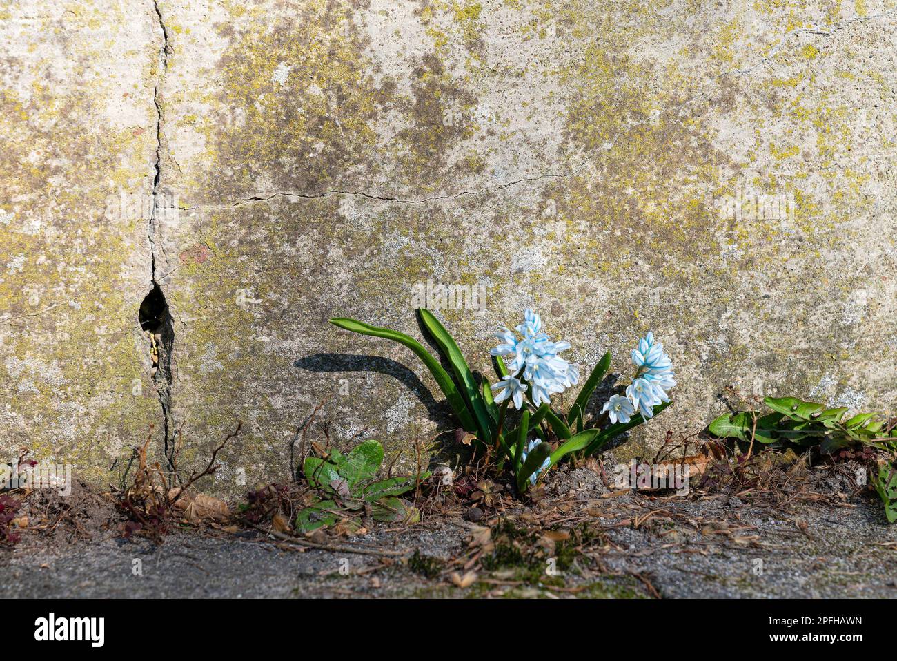 Blue flowers breaking through the tiles of the sidewalk. Closeup Stock ...