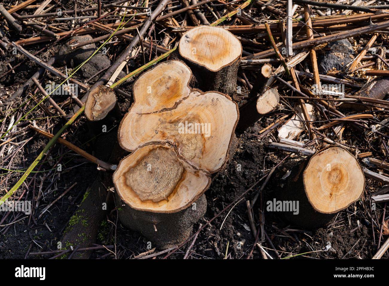 Cut a tree close-up in warm yellow-orange tones. View from above ...
