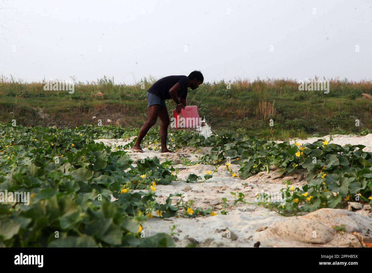 Ganga river agriculture hi-res stock photography and images - Alamy