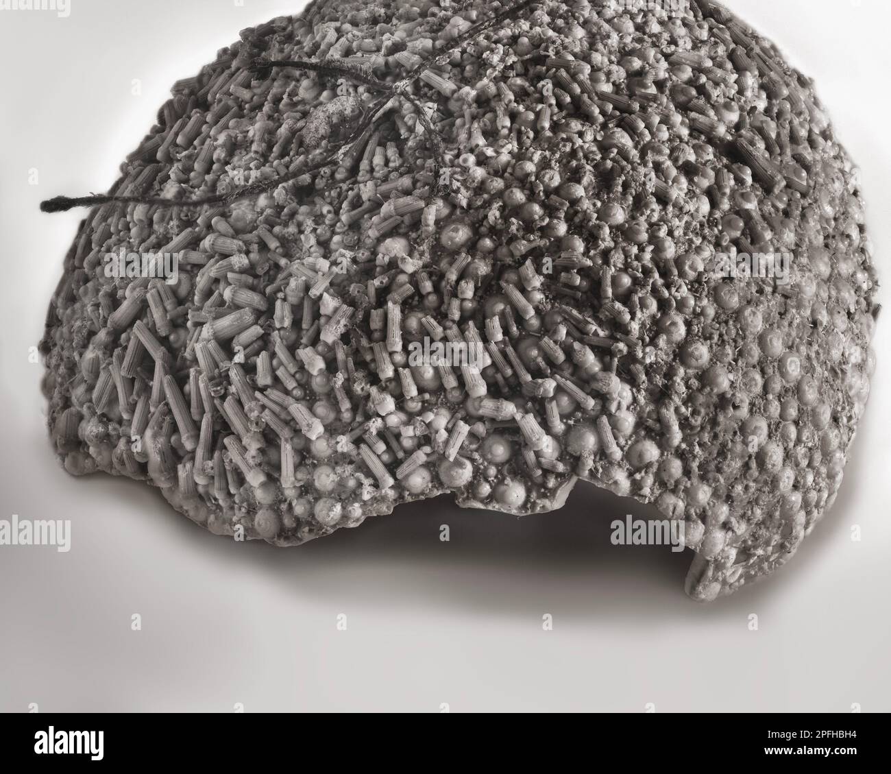 Echinoid biology hi-res stock photography and images - Alamy