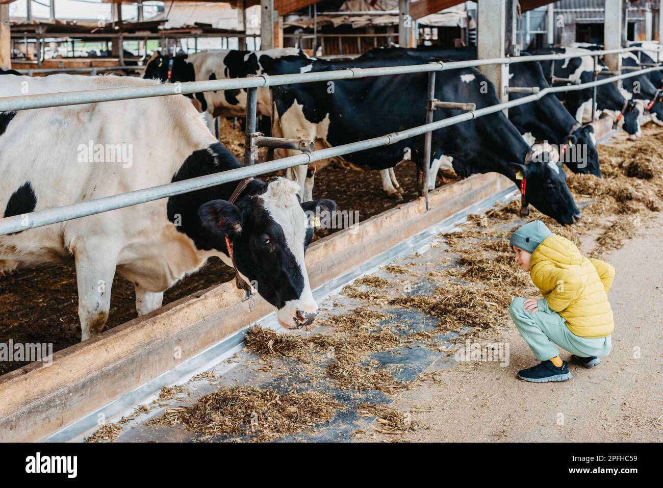 Caucasian little boy feeding cows on farm. Herd of milk cattle. Modern ...