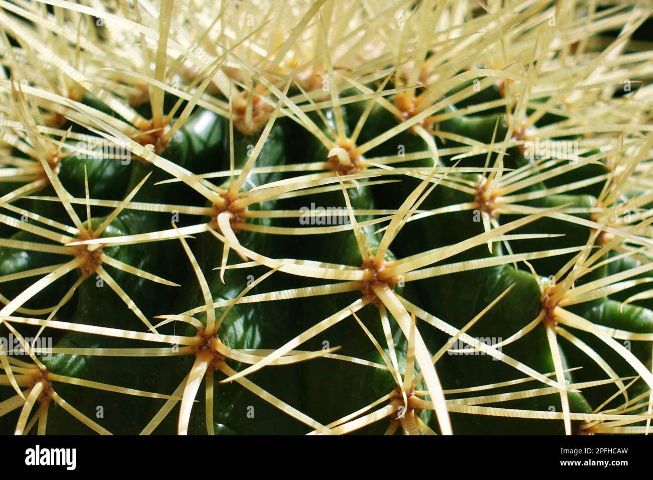 Close-up photo of the spines of a succulent plant: cactus Stock Photo ...