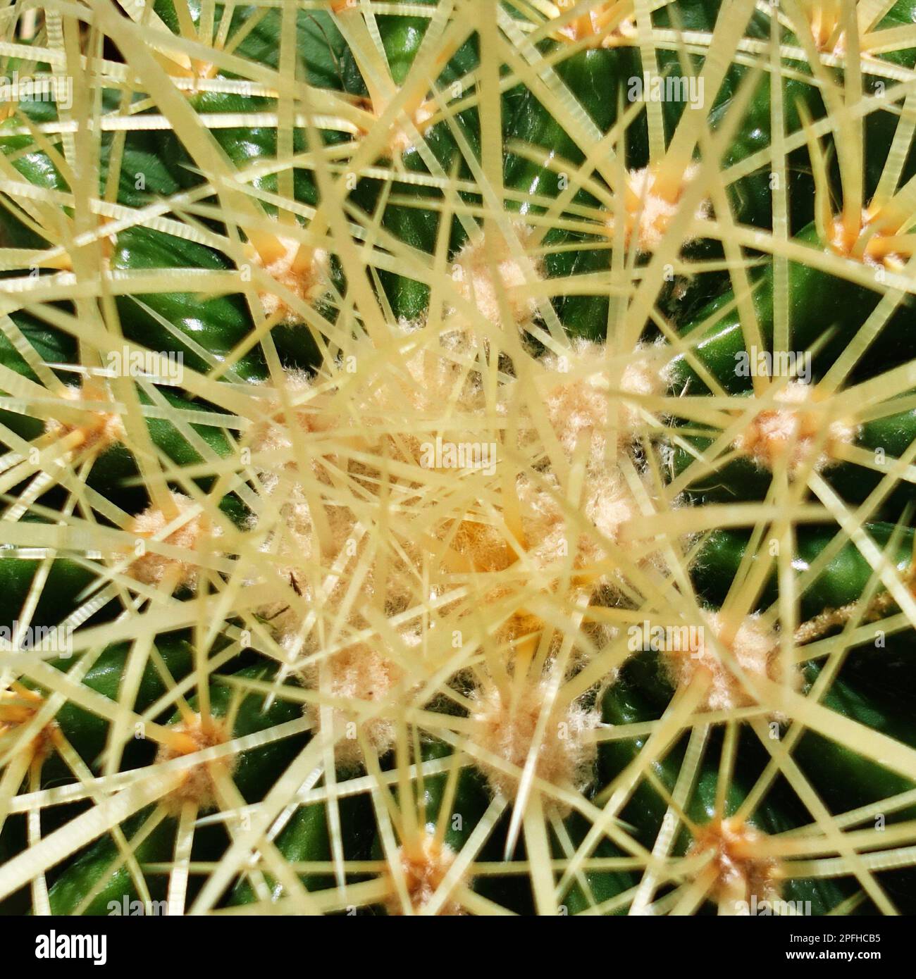Close-up photo of the spines of a succulent plant: cactus Stock Photo ...
