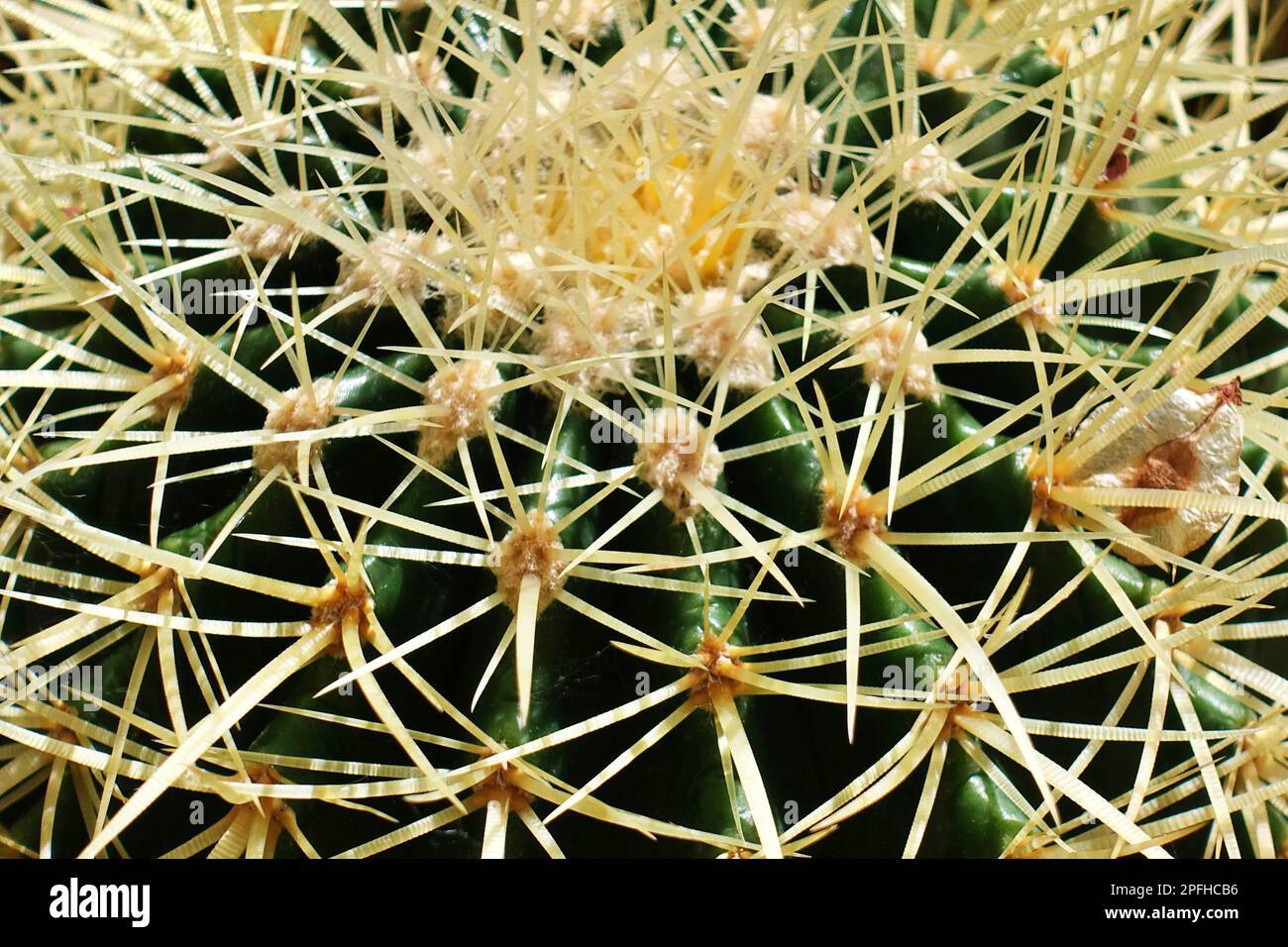 Close-up photo of the spines of a succulent plant: cactus Stock Photo ...