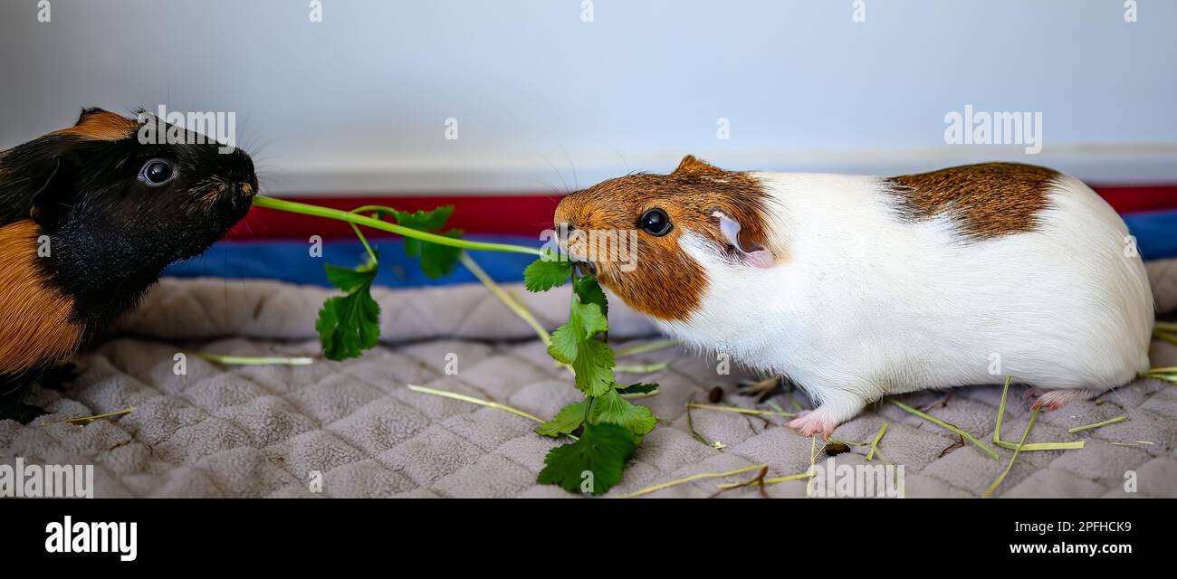 Bonded pair of guinea pigs fighting over food by trying to pull it away ...