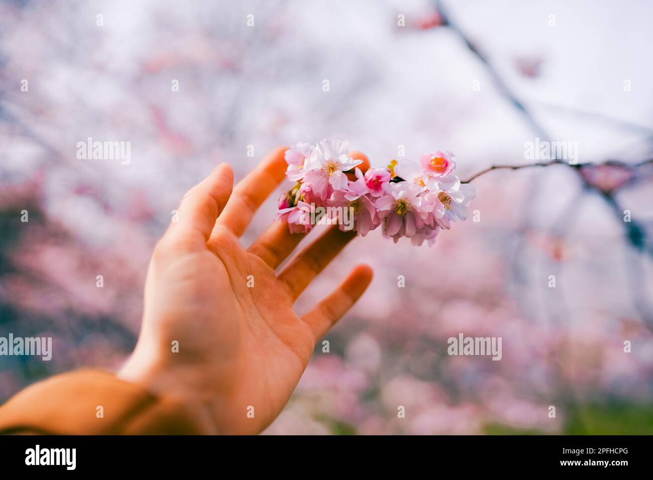 The girl holds in her hands a branch of blooming sakura Stock Photo - Alamy