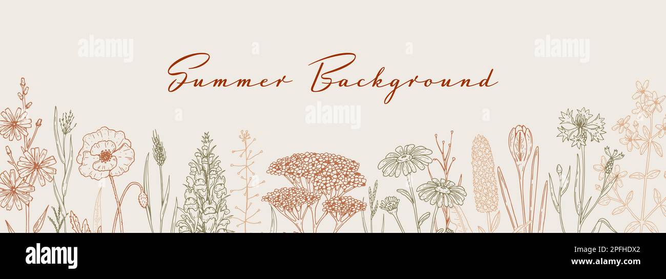 Meadow flowers background. Hand drawn field wildflowers border. Vector ...