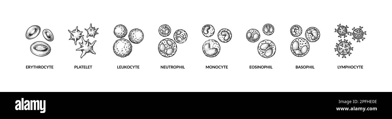 Blood cells isolated on white background. Scientific microbiology vector illustration in sketch ...