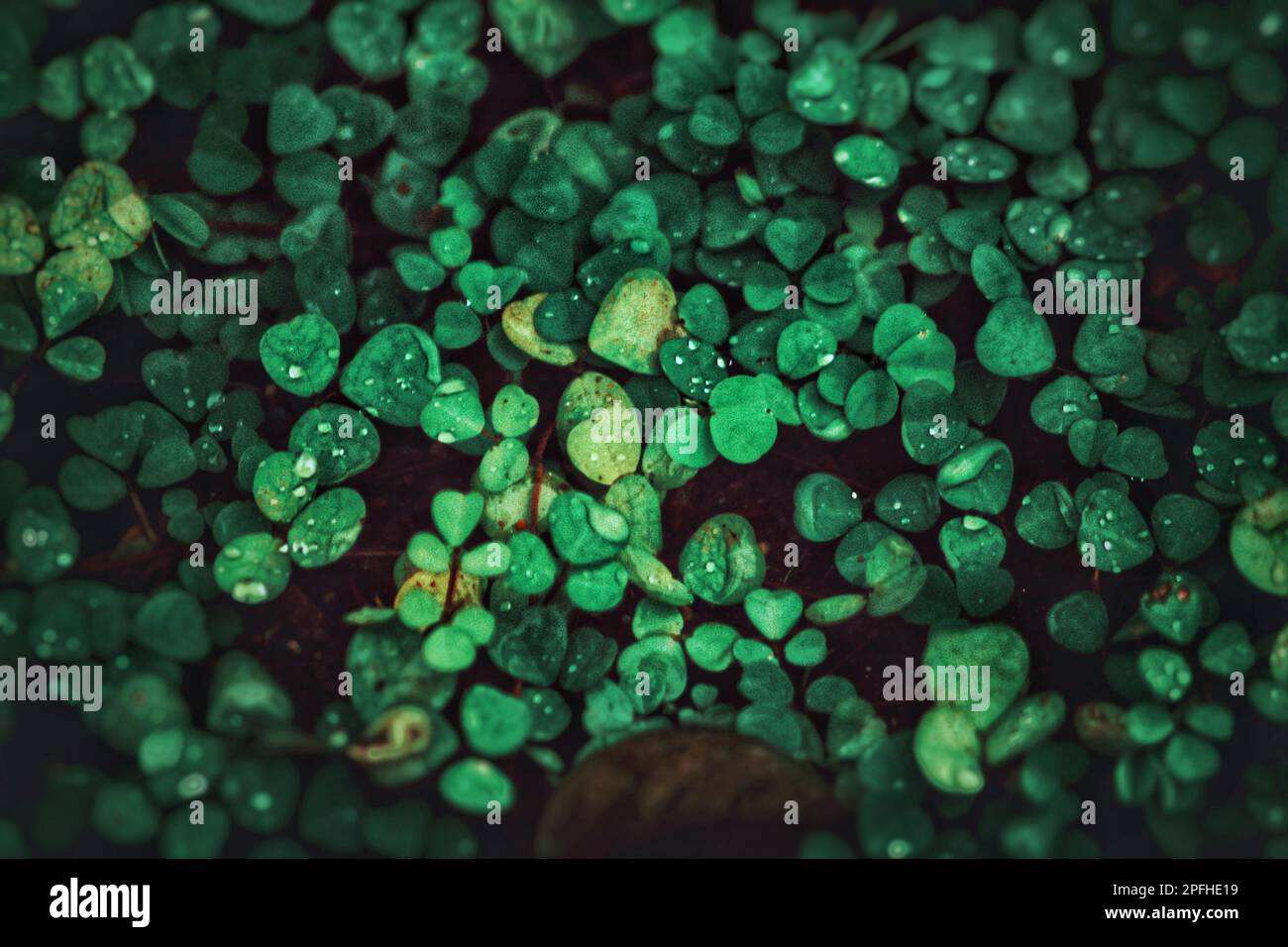 A vibrant image of a field of green stones on the ground, illuminated ...