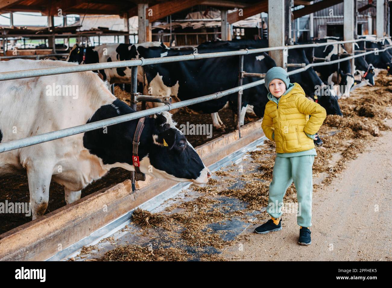 Caucasian little boy feeding cows on farm. Herd of milk cattle. Modern ...
