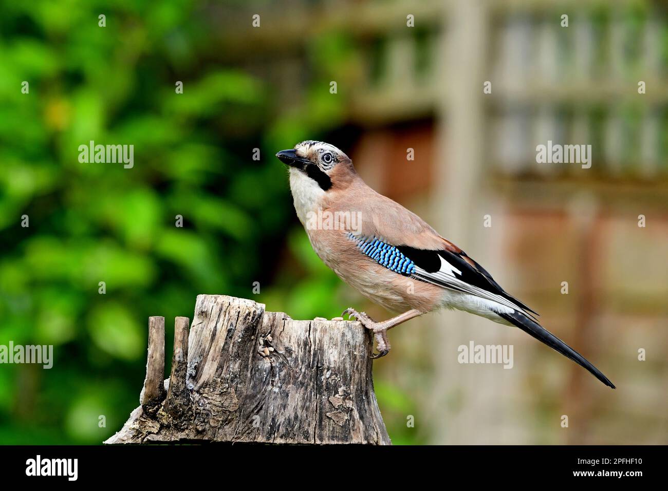 Jay woods hi-res stock photography and images - Alamy