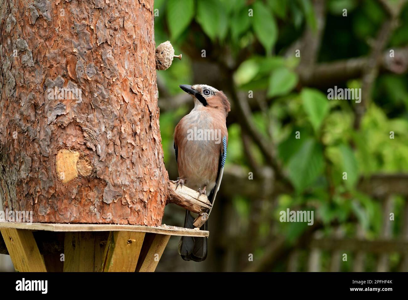 Blue jay with nut hi-res stock photography and images - Alamy