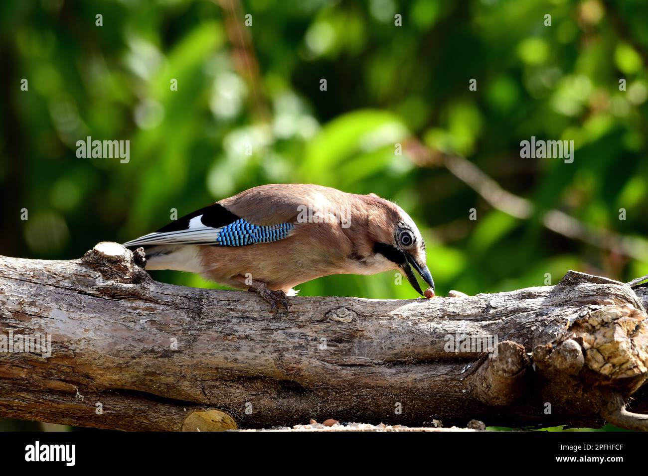 Jay ponds hi-res stock photography and images - Alamy