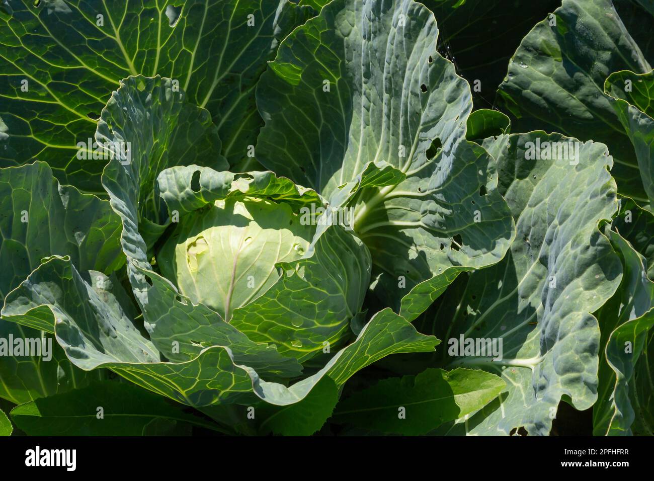 young cabbage grows in the farmer field, growing cabbage in the open ...