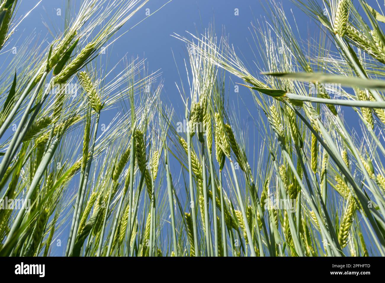 agricultural field where green rye grows, agriculture for obtaining ...