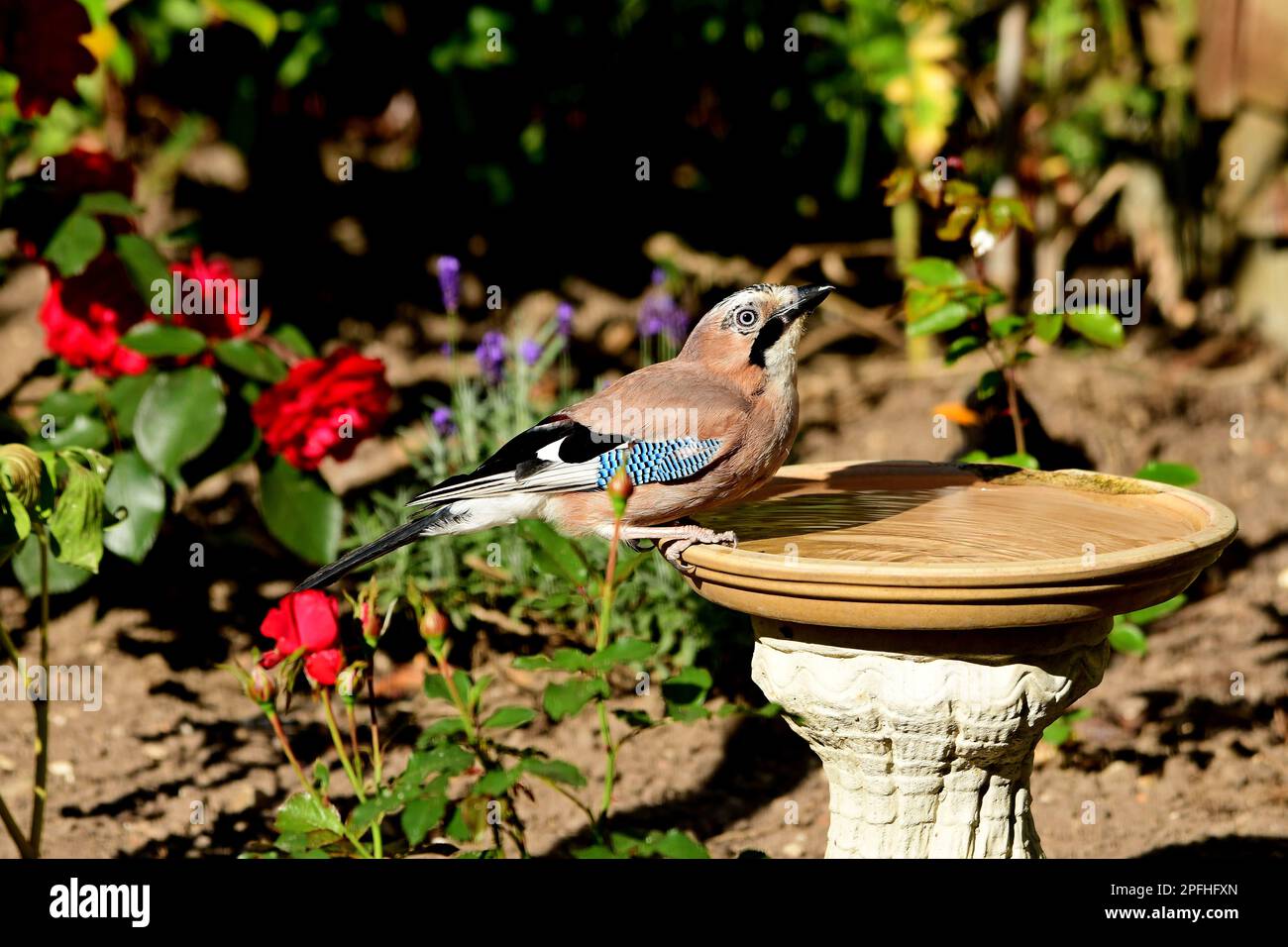 Jay ponds hi-res stock photography and images - Alamy