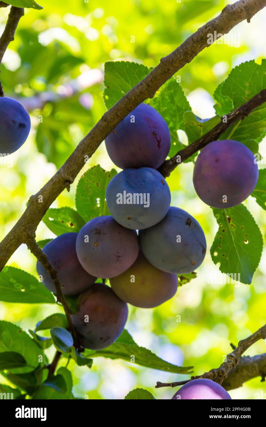 On a branch of a tree are mature plums of blue color Stock Photo - Alamy
