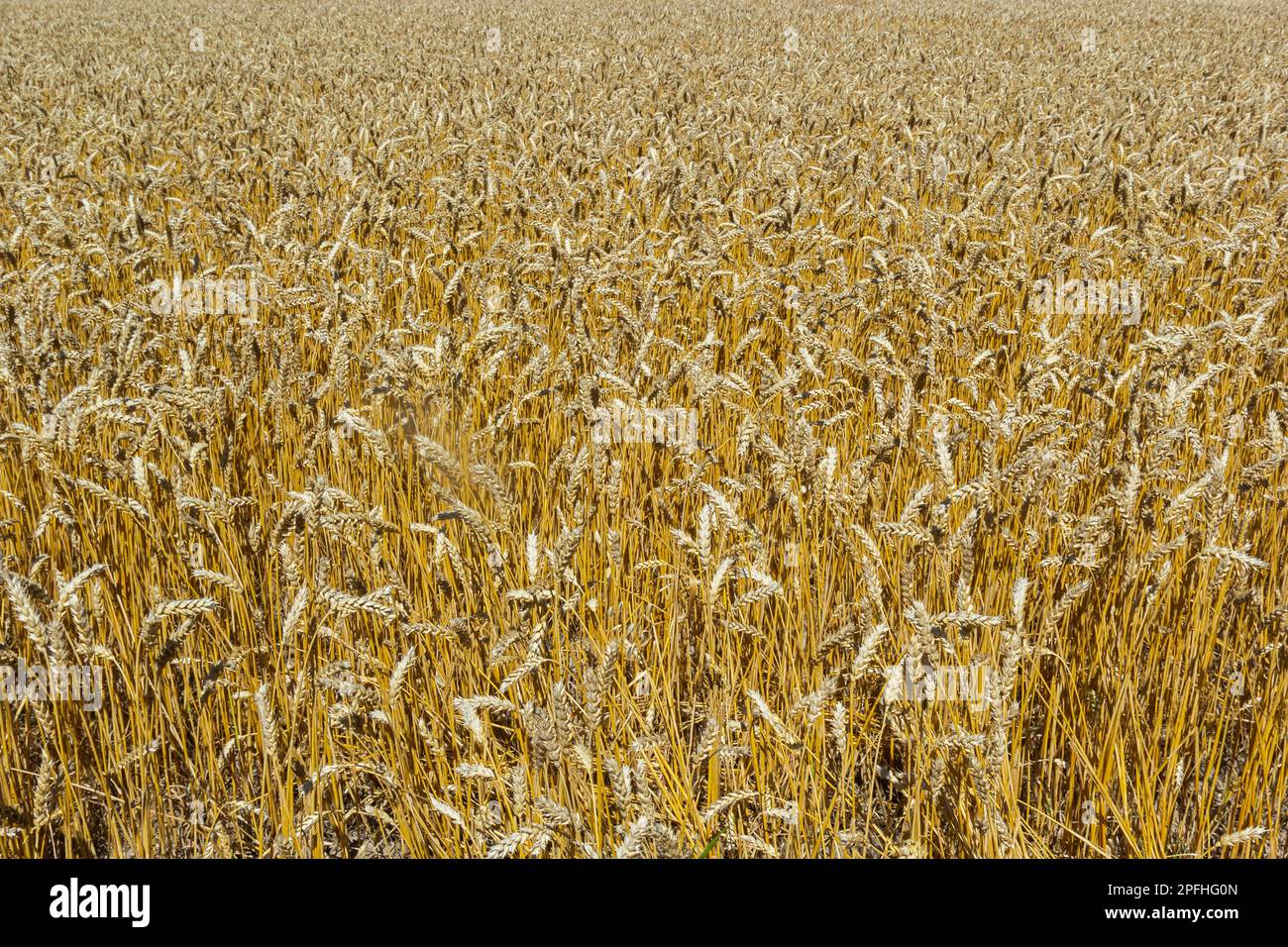 Grains on the field, redy for harvest, golden wheat in the sun. Fields ...