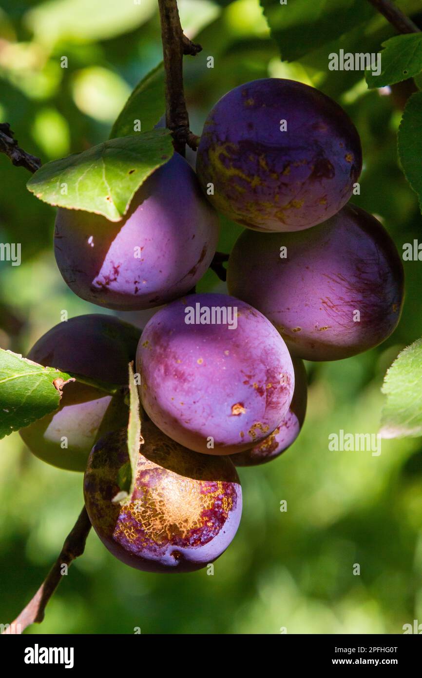 Plum tree with juicy fruits on sunset light Stock Photo - Alamy