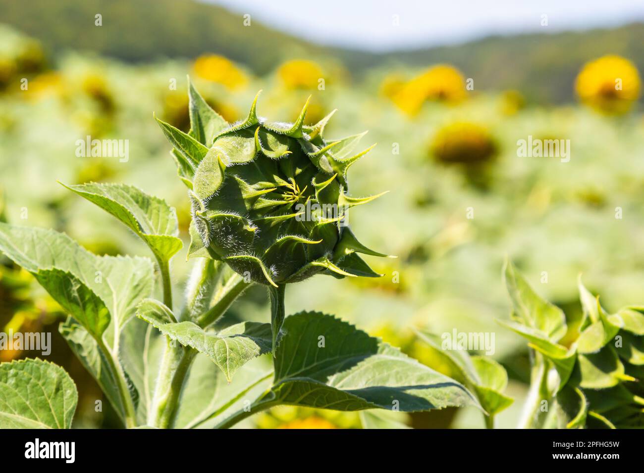 a young unopened sunflower grows in a field. sunflower cultivation ...