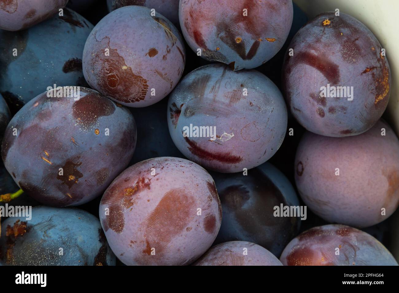 Ripe plums. Plum with a few leaves. Close up of fresh plums, top view ...