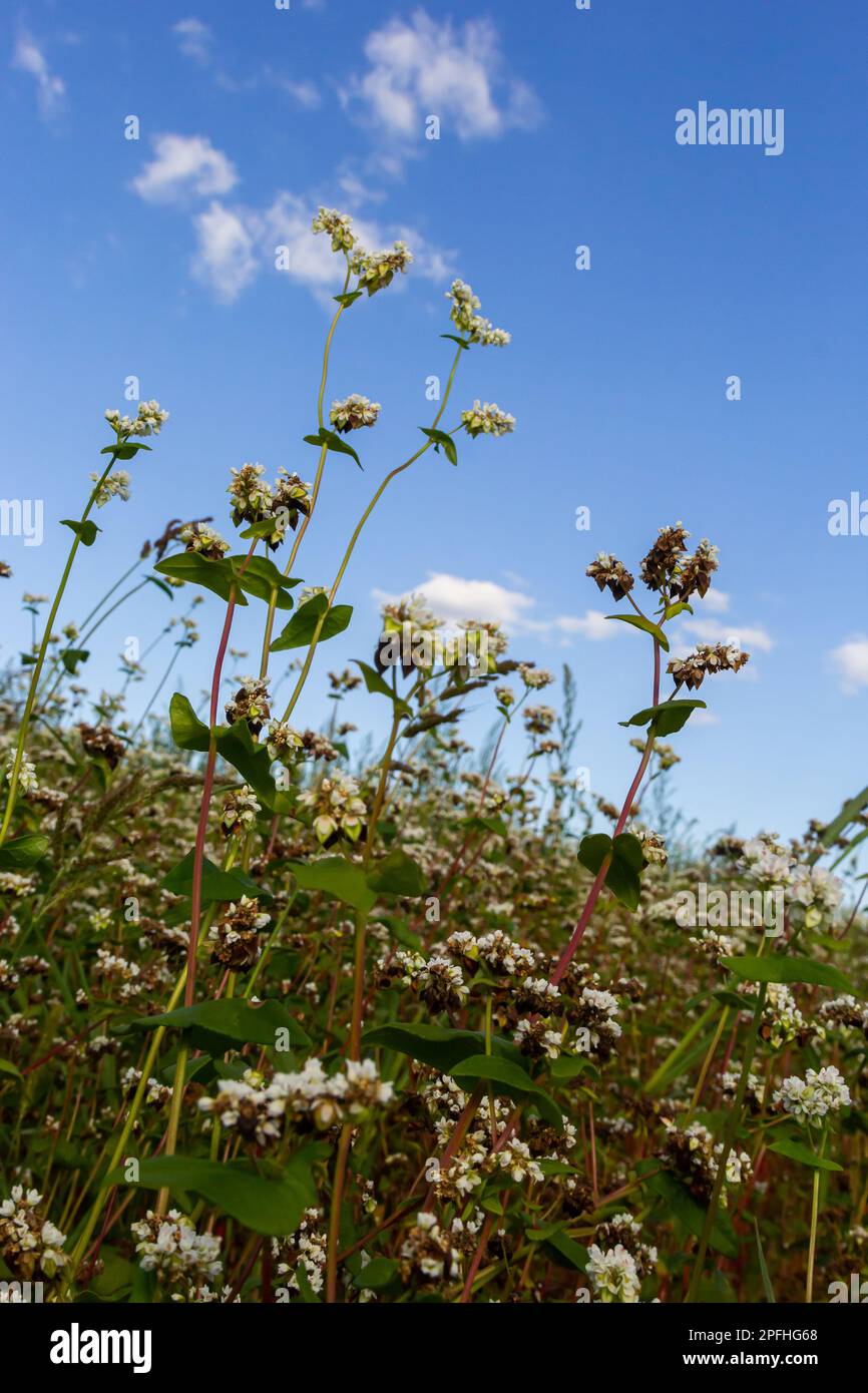 Buckwheat Fagopyrum esculentum in flower on the natural background ...