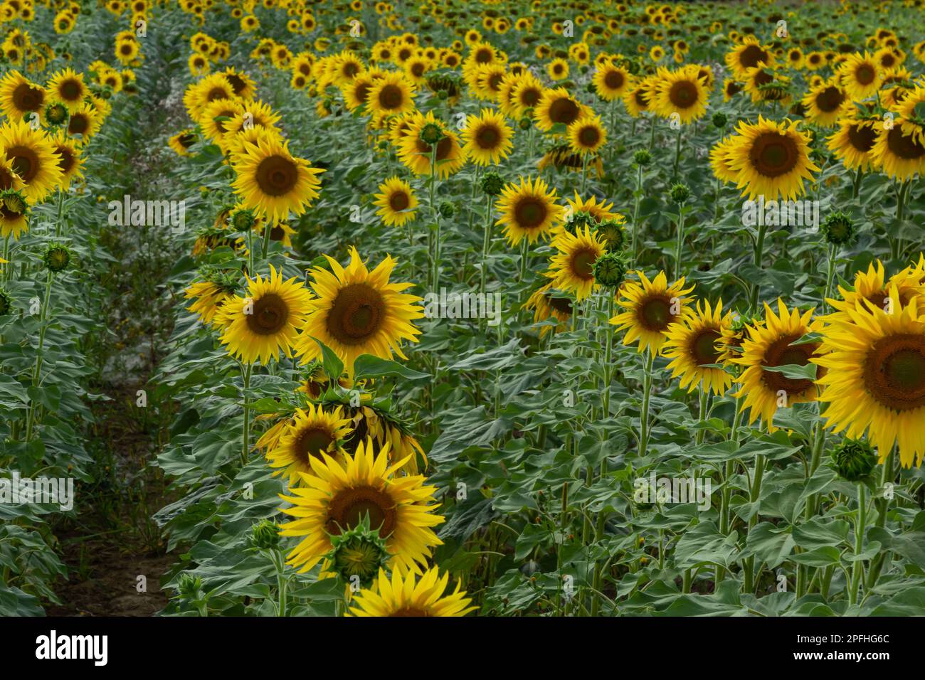agricultural field with young sunflower at the beginning of flowering ...