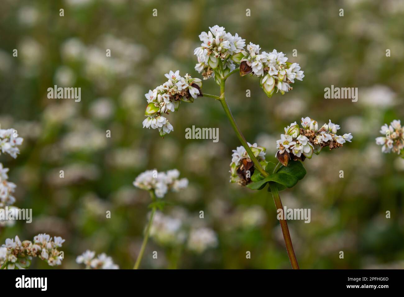 Buckwheat Fagopyrum esculentum in flower on the natural background ...
