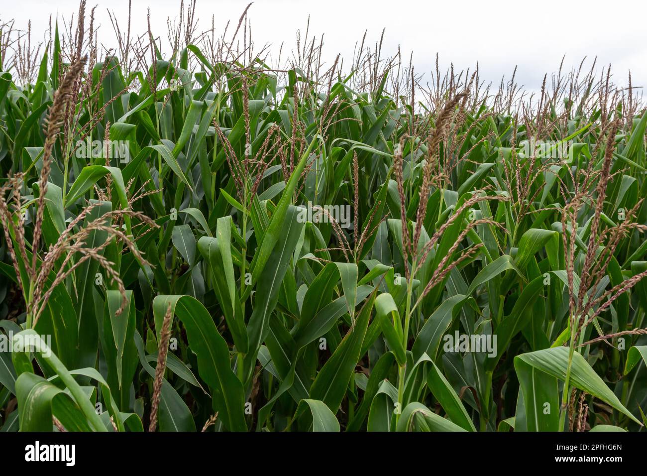 Corn Plantation Food. close up of a corn field in the countryside, many ...