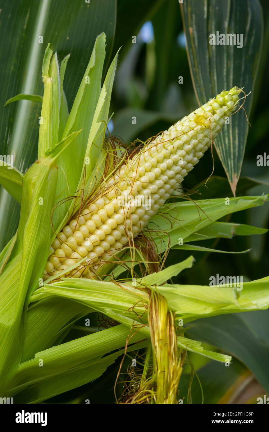 Corn cob in a corn plantation. Main focus is on the corncob. Young and ...