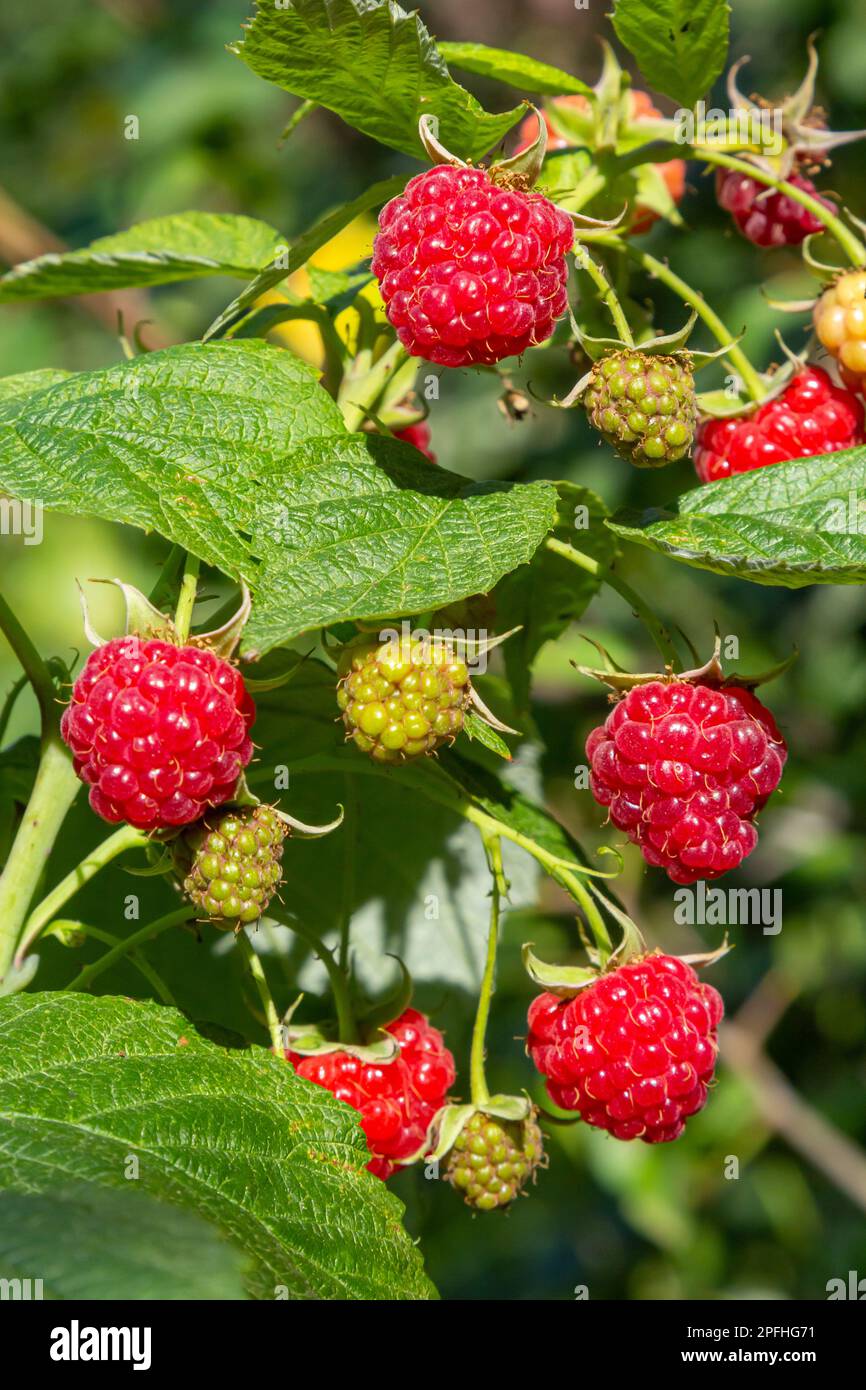 Panorama raspberries on branch background hi-res stock photography and ...