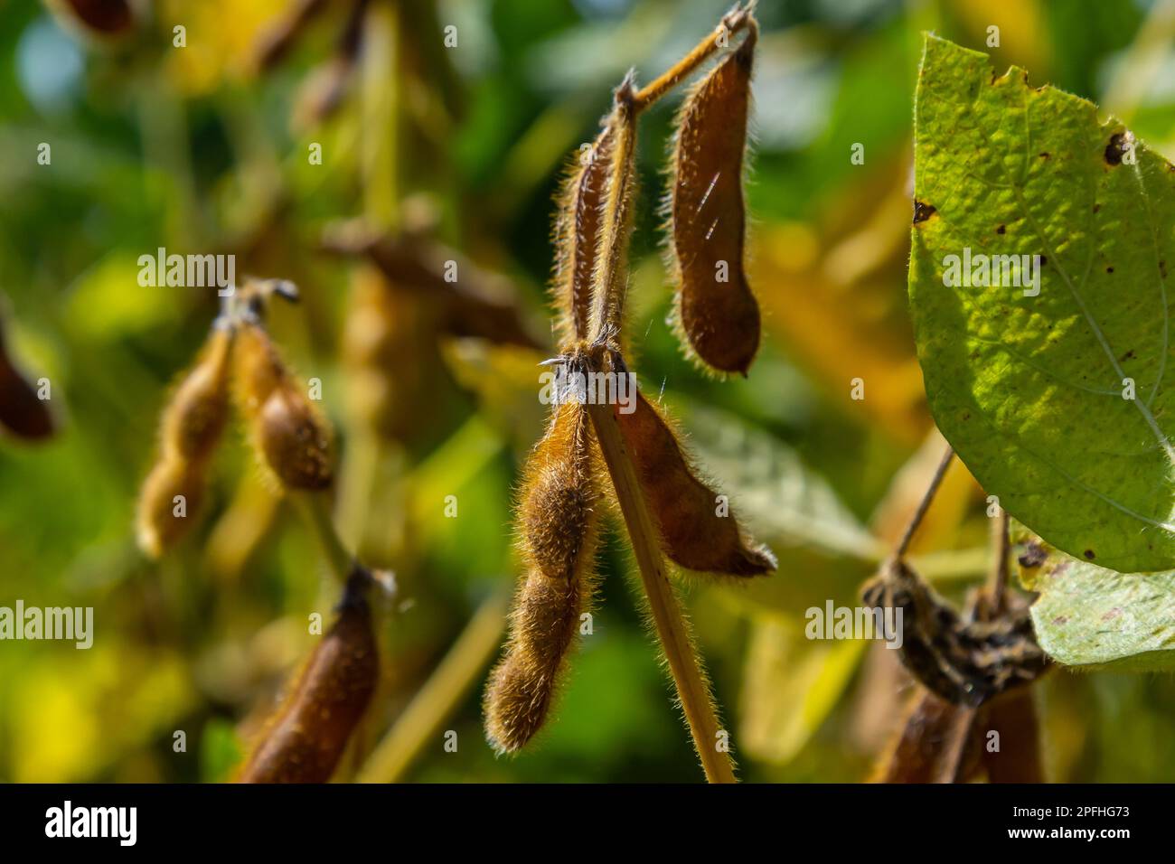 soybean shell in the soybean field. yellow and brown pods. Productivity ...