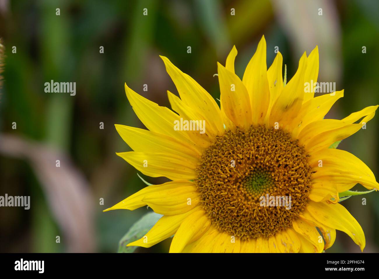 a young unopened sunflower grows in a field. sunflower cultivation ...