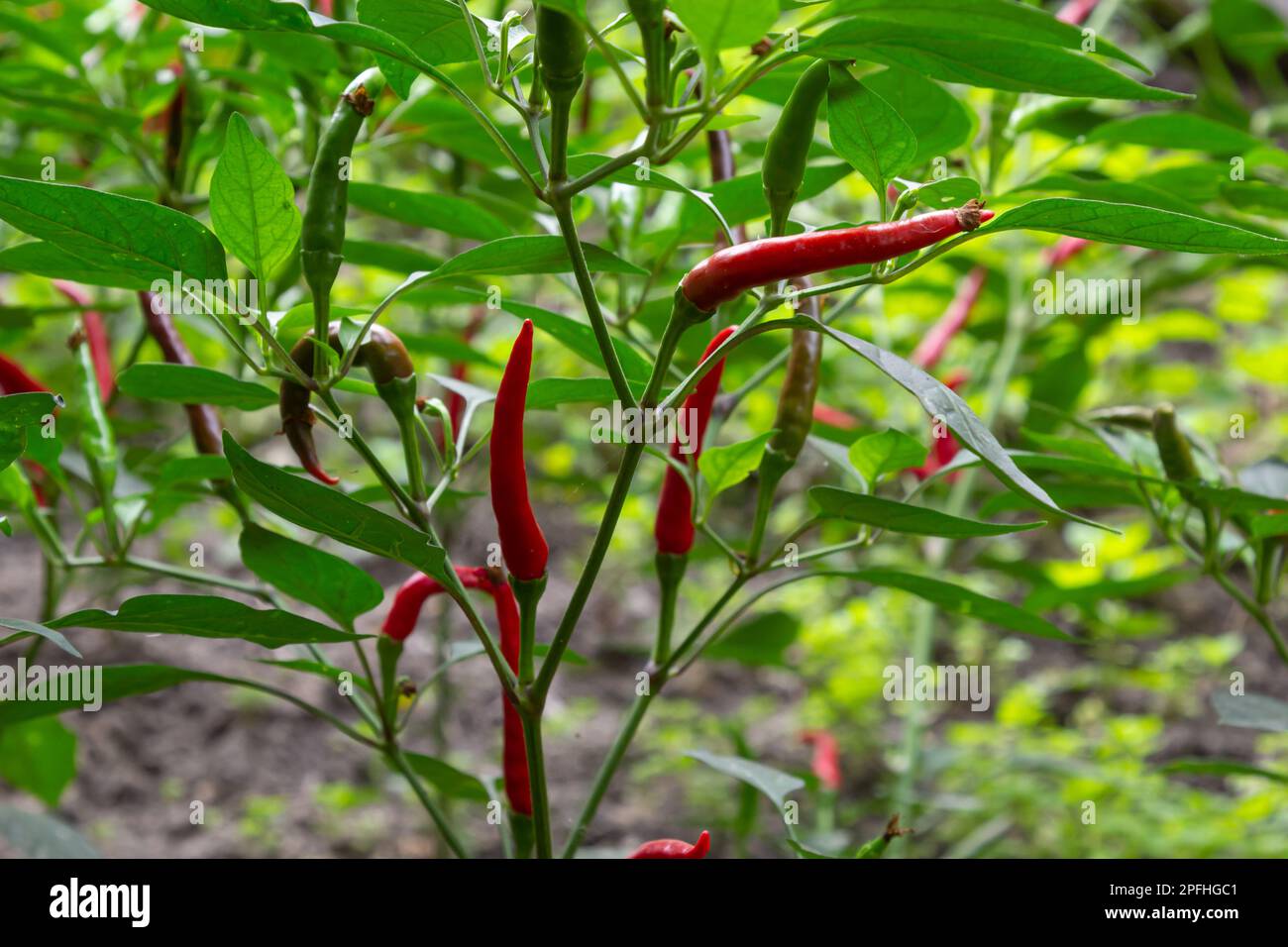Beautiful chili peppers on the bushes. Red chili peppers on the farm ...