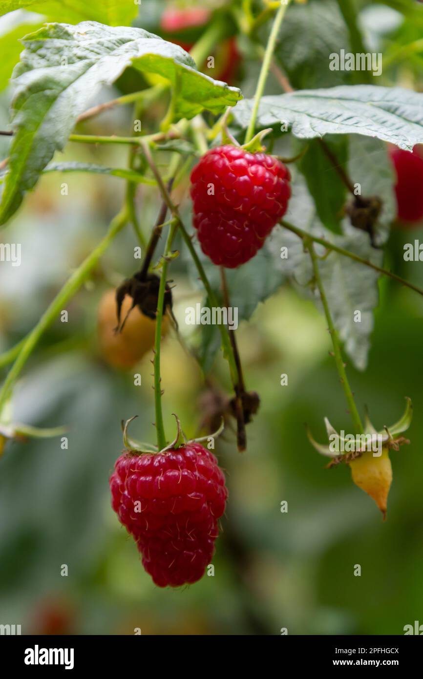 Fruits of raspberry and green leaves on a bush branch Stock Photo - Alamy