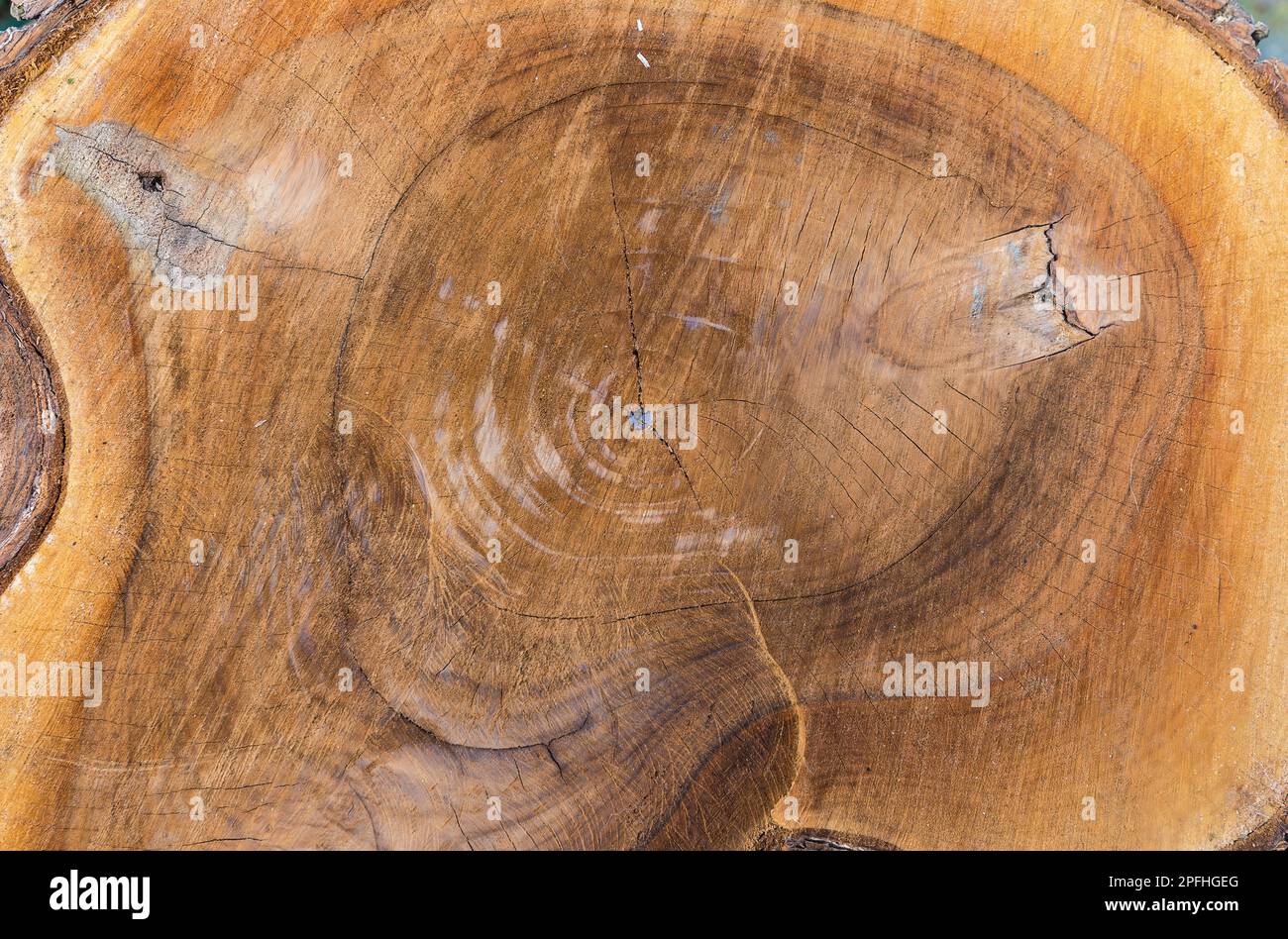 The texture of a cut tree close-up.Background Stock Photo - Alamy