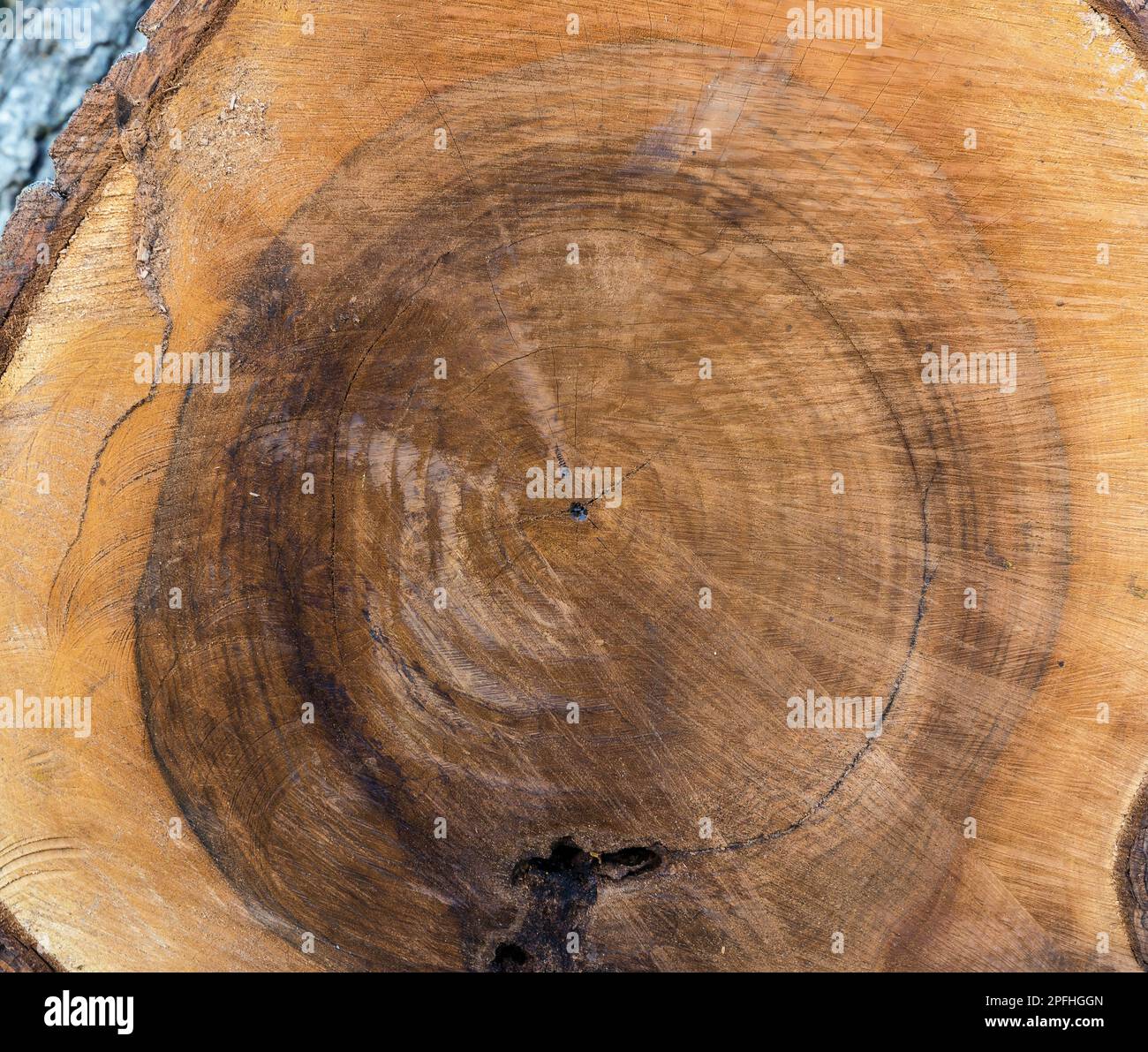 The texture of a cut tree close-up.Background Stock Photo - Alamy